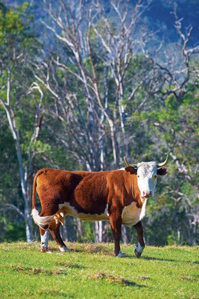 Georges Junction, NSW